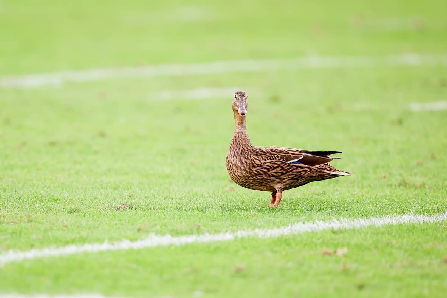 Everything Is Ducky In Buccaneers Win Over Panthers - Bucs Report